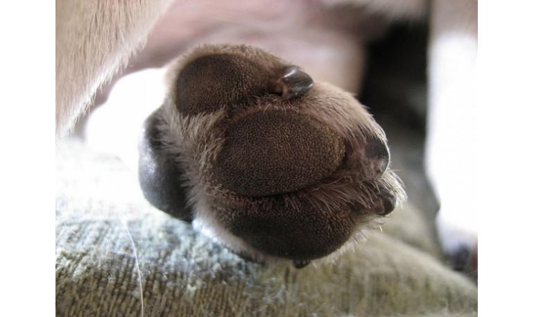 Carlino Sos Un Perro Es Torturado Hasta La Muerte En Luarca